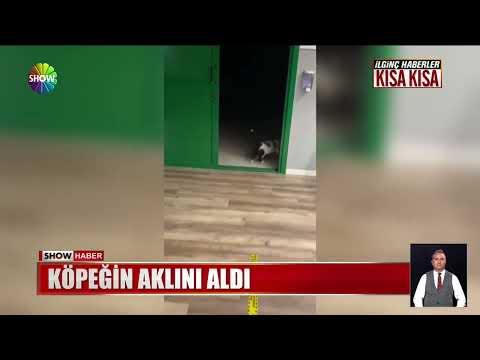 Köpeğin Aklı Gitti