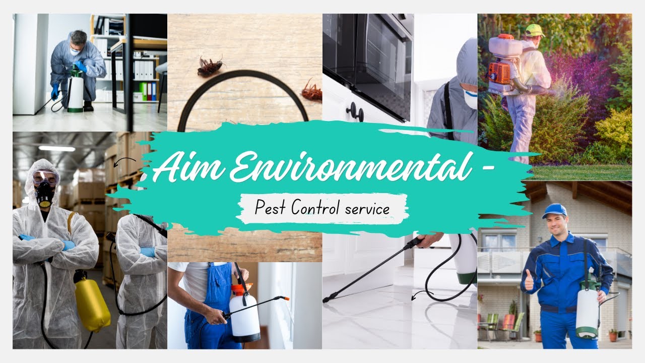 Aim Environmental - Pest Control service | Wasp Nest Removal ...
