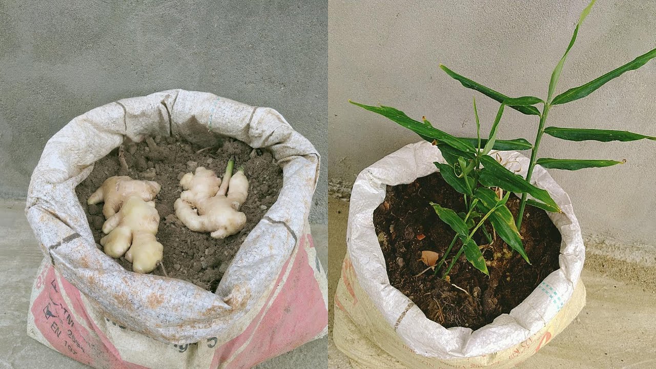 Growing Ginger in a Cement Bag - the fastest way to make tubers Growing ...
