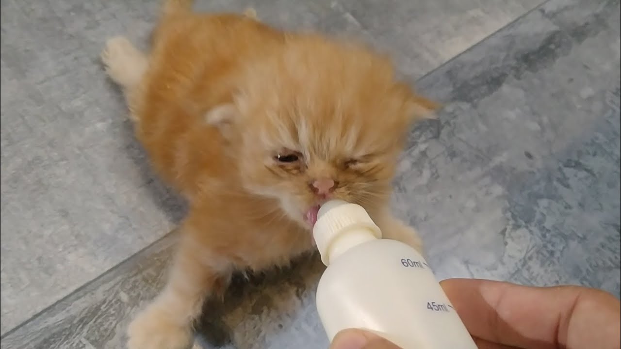 Newborn Kitten Drinking Milk From Bottle She Is Learning How To Drink ...