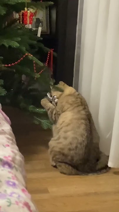 кот Серж cat Serj кот Сержик #кот #cat - YouTube