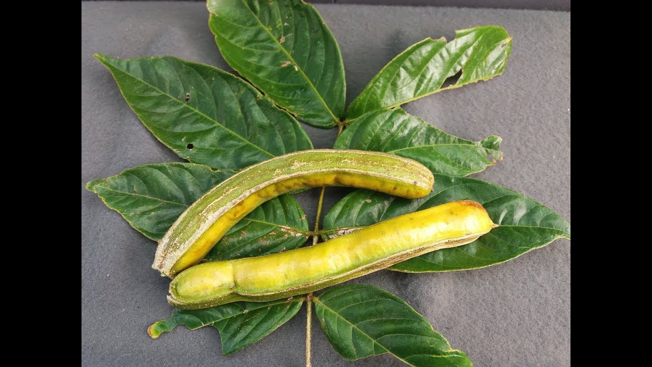 O Ingá: Plantas úteis do Nordeste. - YouTube