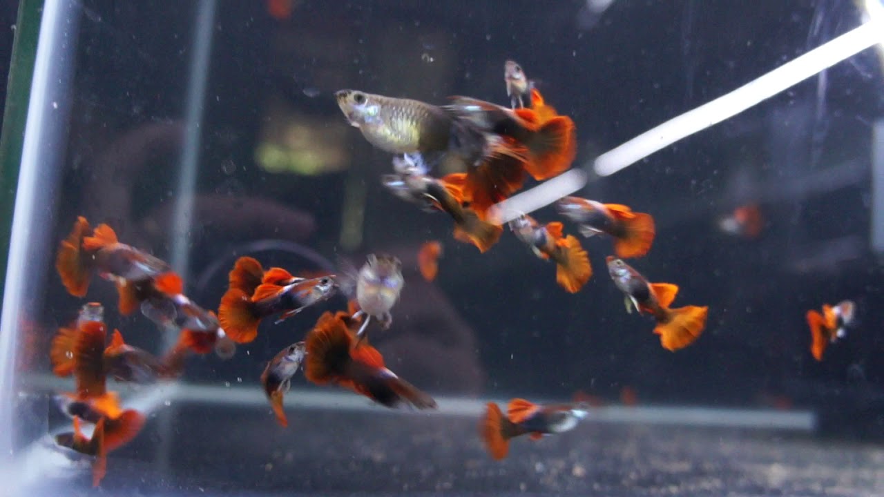 hb red rose guppy - YouTube