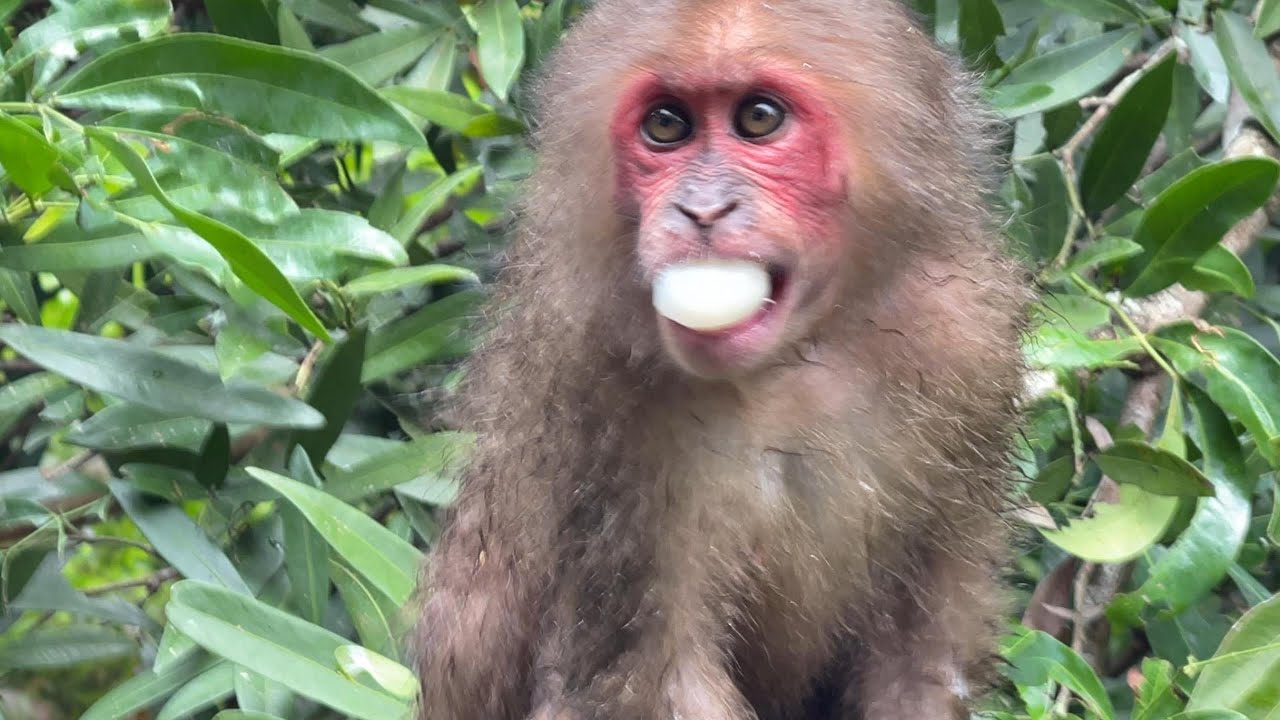 Coca monkey #animalsreact #monkeycoca #monkey #animals #zoo #gorilla # ...