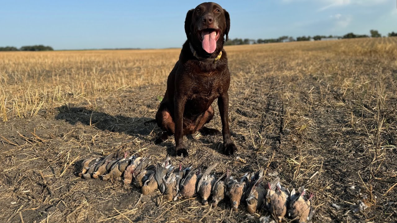 Opening Week Of Dove Hunting With My Dog Jack! - YouTube