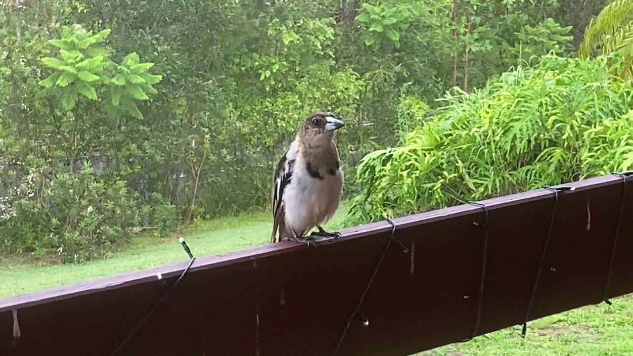 Australian Butcher Bird Singing in the Rain. - YouTube