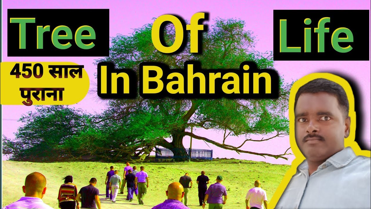 450-Year-Old Tree of Life | bahrain | bahrain tourist | - YouTube