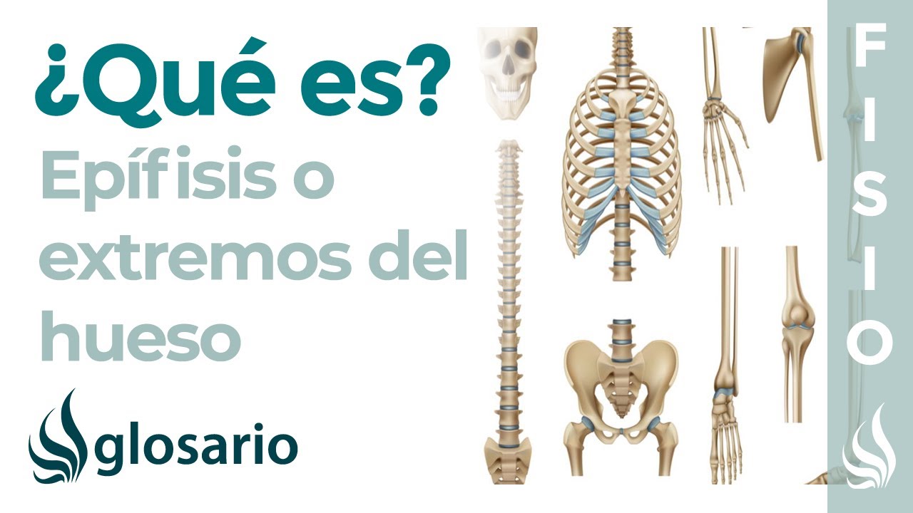 EPÍFISIS | Qué es, significado, ubicación, función, a qué edad se ...