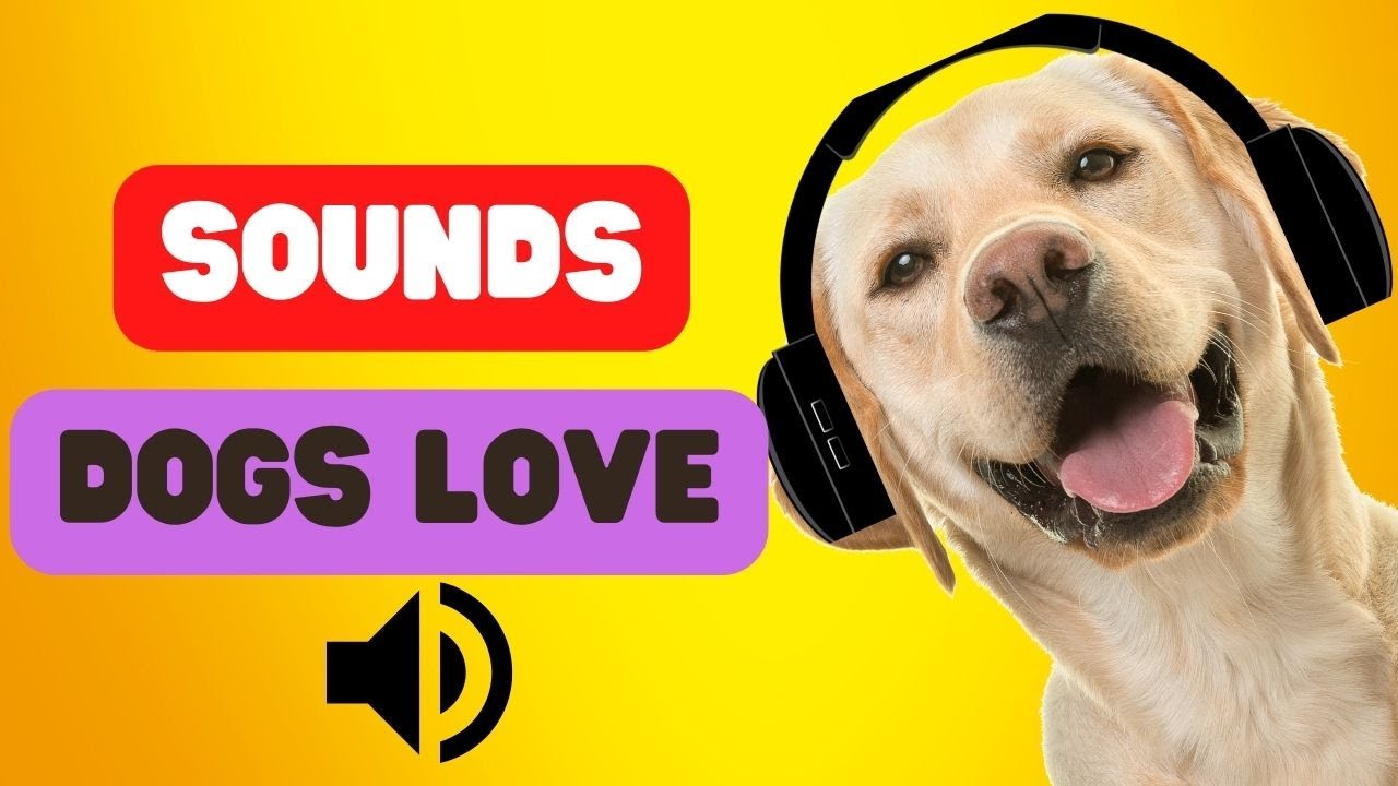 Sounds Dogs Love To Hear | Sounds That Tilt Dogs Heads - YouTube