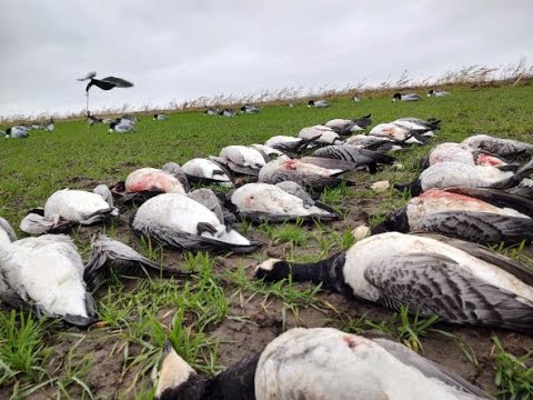 Barnacle Goose Hunt | Goose Hunting 2022 | 29 Geese on a light set-up 😍 ...