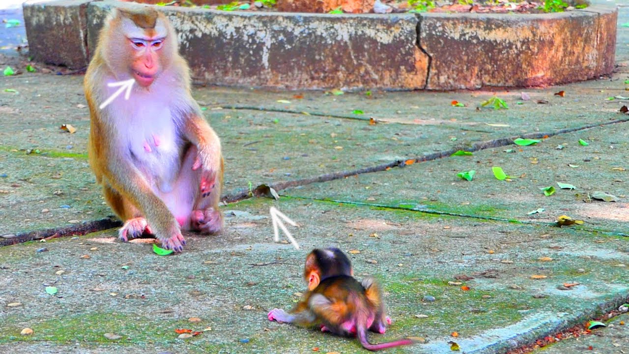 Oh no...Zoom and look at the face of mother monkey SARIKA that look her ...