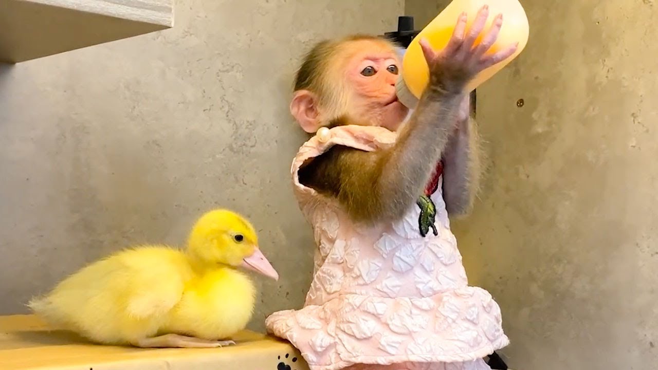 The monkey and duckling are happy together and play and eat together ...