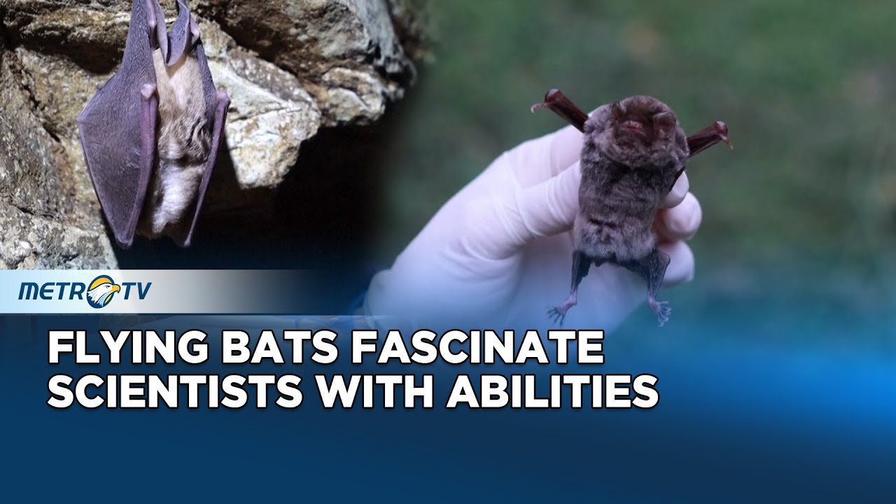 Bulgaria Scientists Reveal Secrets of Fastest Flying Bats - YouTube