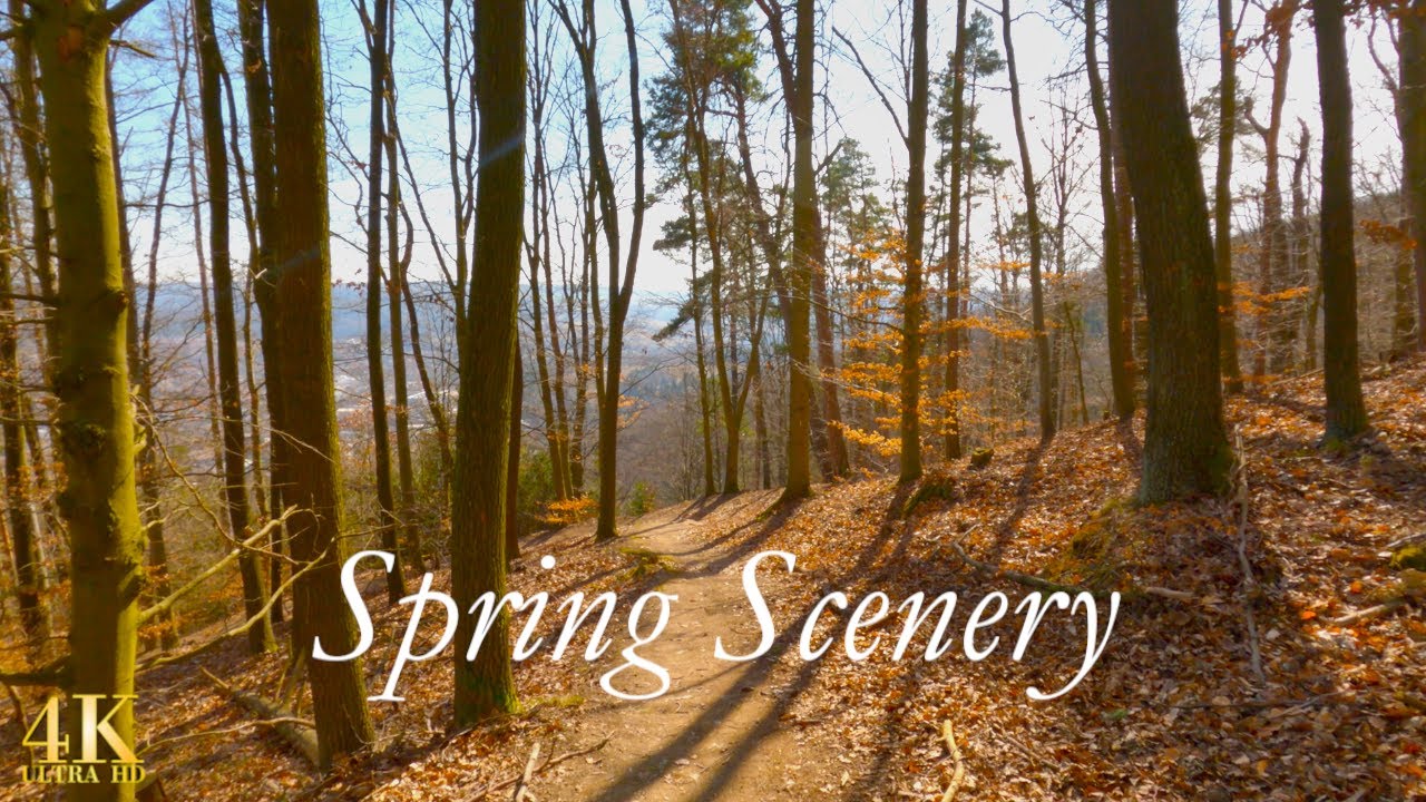 40 Minutes in Spring Nature | 4K | Forest Hike | Virtual Walking | Slow ...