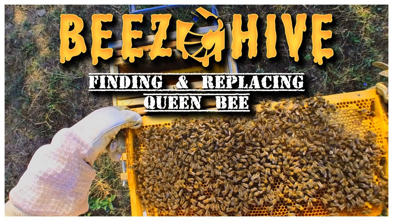 Beezhive Update 251 - Searching Bee Hives For Unproductive Queen Bees ...