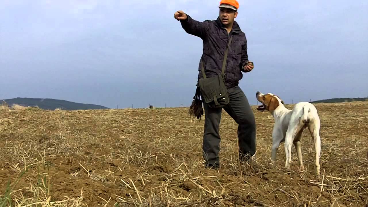 Pointer Lady Ferma 6 (serdarbakal) - YouTube