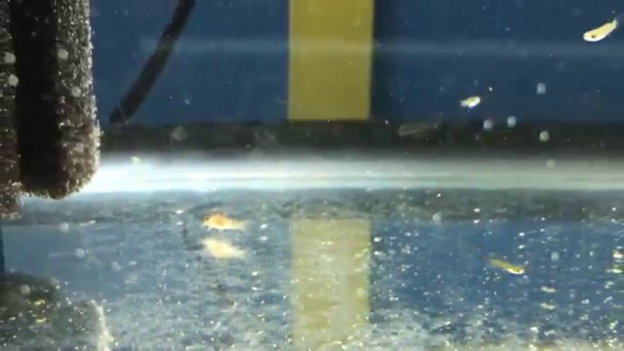Endler Guppy Fry - YouTube