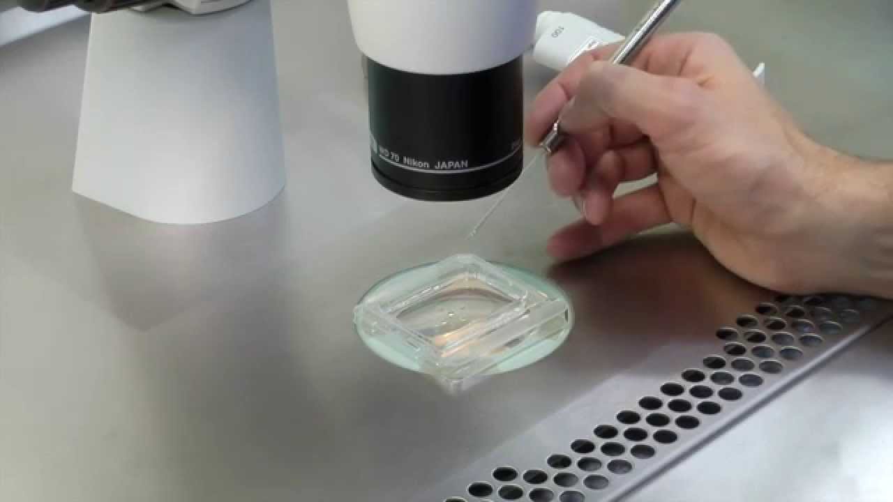 ICSI by Vitrolife - short protocol - YouTube