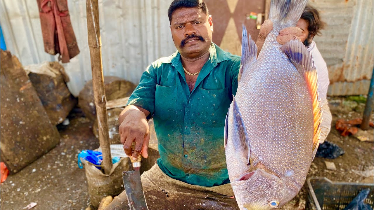 6 KG KORALI FISH CUTS BY KASIMEDU SELVAM🔪MIRACLE SPEED FISH CUTTER IN ...