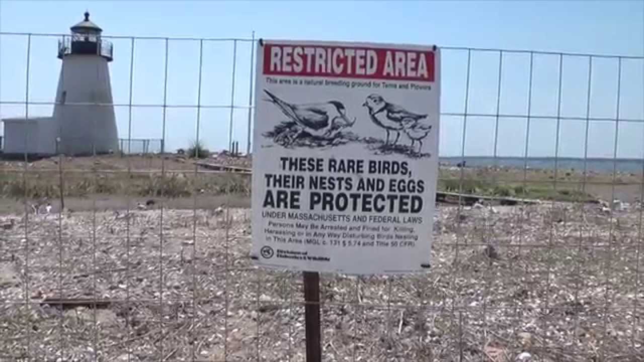 Visit to Bird Island, Marion - YouTube