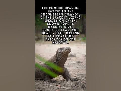 Komodo dragons fact - YouTube
