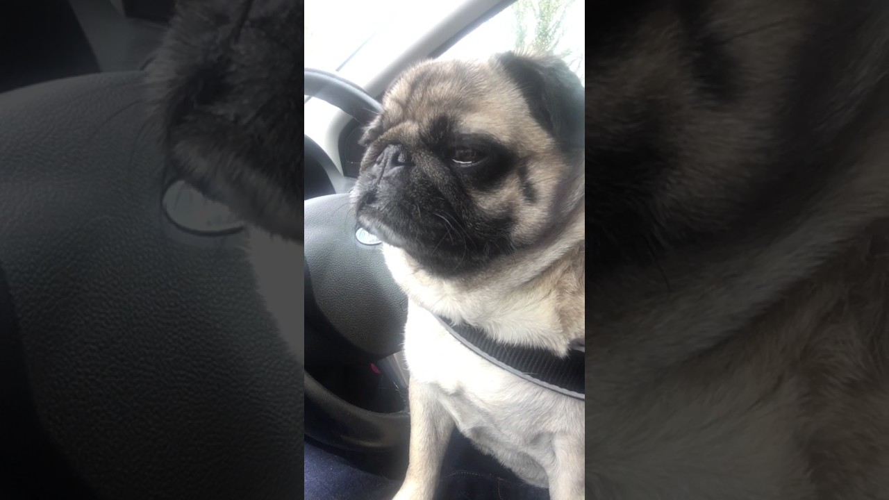 Pug crying - YouTube