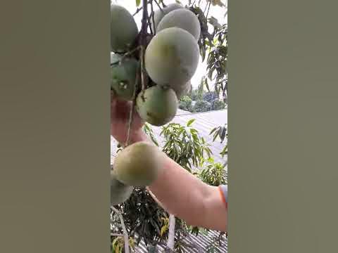 Petik Mangga Mateng Pohon - YouTube