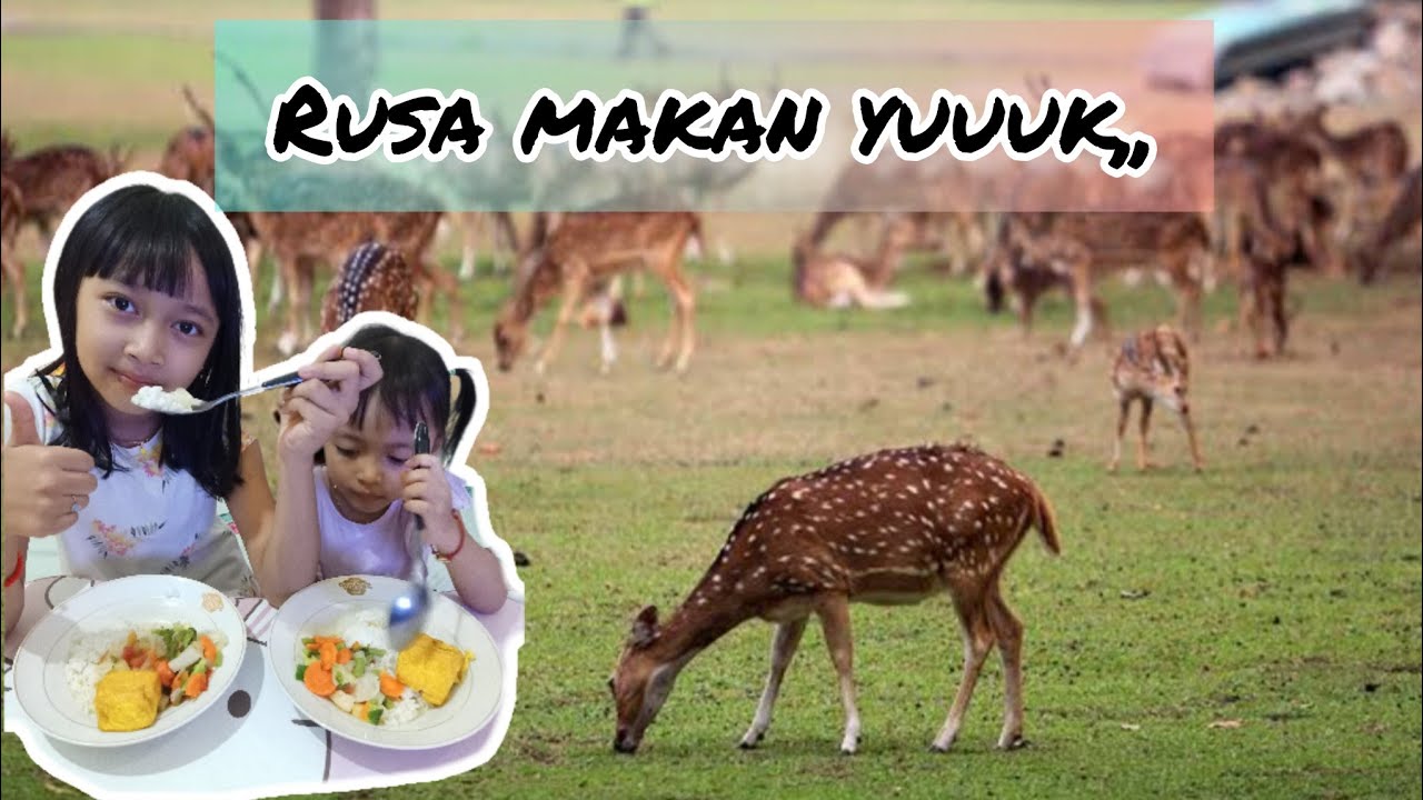RUSA KEBUN RAYA BOGOR - YouTube