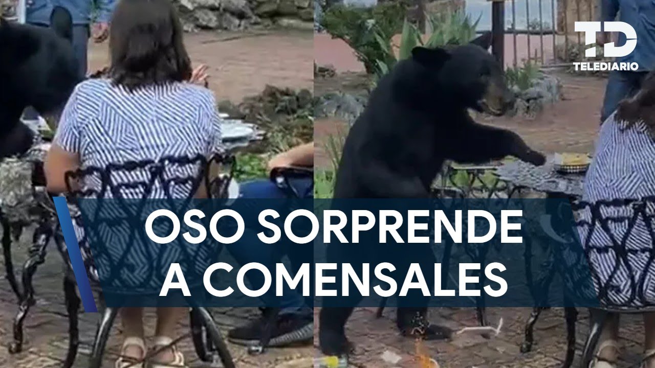 Oso sorprende a comensales de restaurante en Chipinque en San Pedro ...