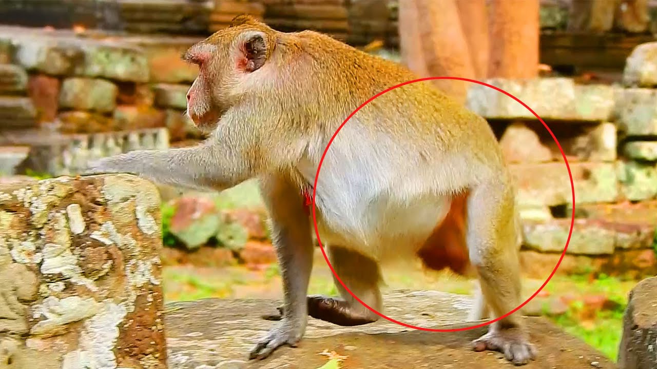 Monkey Jane Gives New Baby Monkey Push Birth, Amazing Act By Baby ...