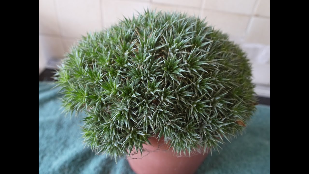 Cacti and Succulents in collection - YouTube