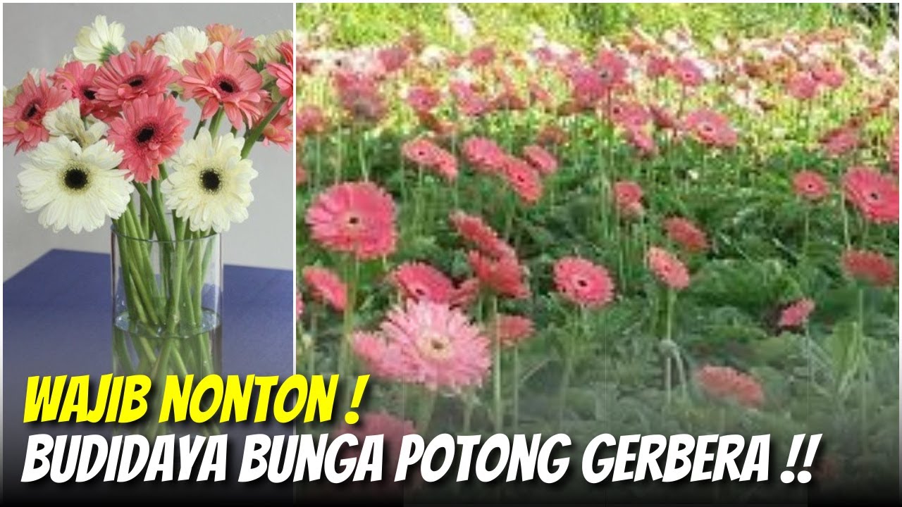 Cara Menanam dan Merawat Bunga Gerbera - YouTube