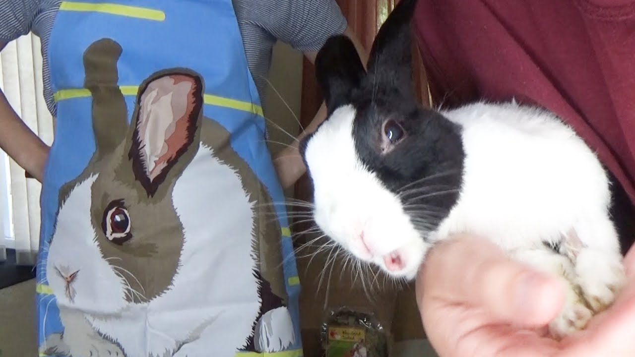 Pipkin rabbit mail call! - YouTube