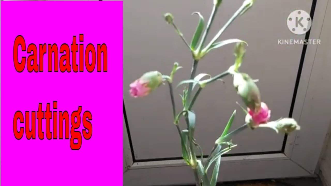 Special carnations, please work x - YouTube