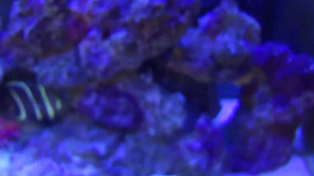 la pescera - YouTube