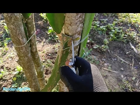 Pag Pruning Ng Suloy o Sanga Sa Bagong Tanim Na Dragon Fruit ...