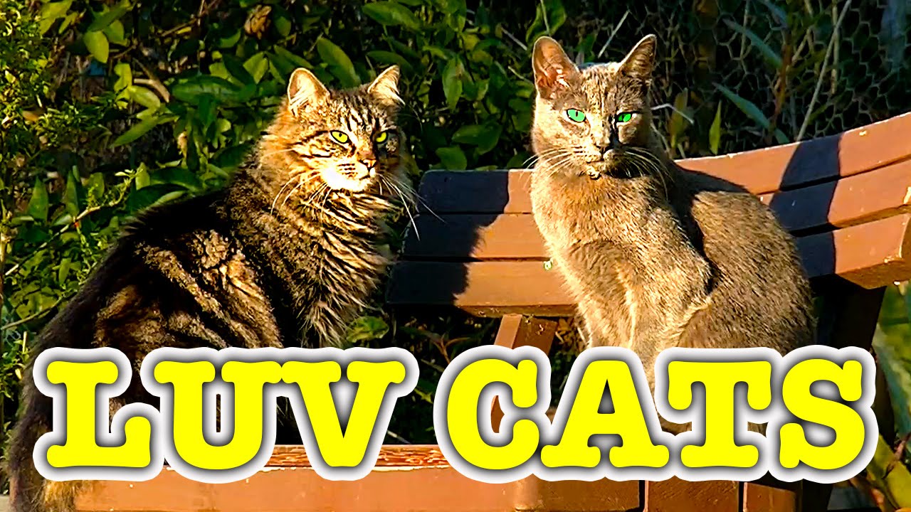 Bluebell & Fluffy Cat Love Cats A Rare Moment - YouTube