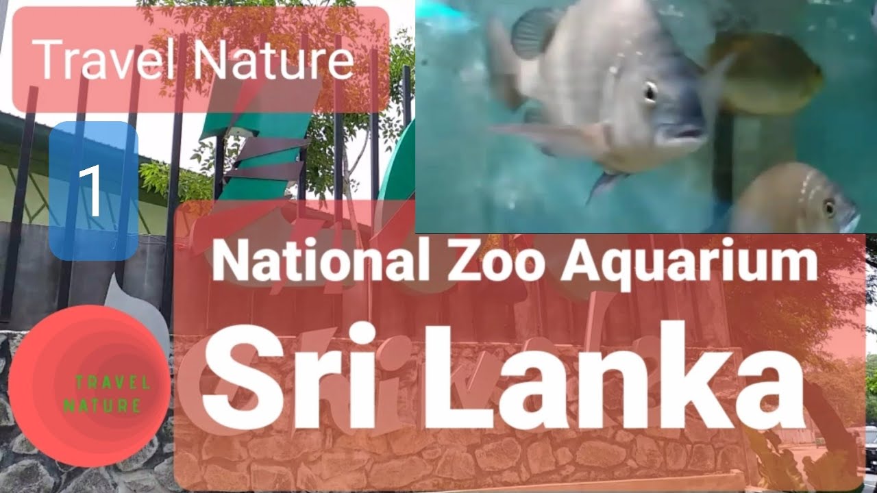 National Zoological gardens l Aquarium l Sri Lanka l 1 l Dehiwala Zoo l ...