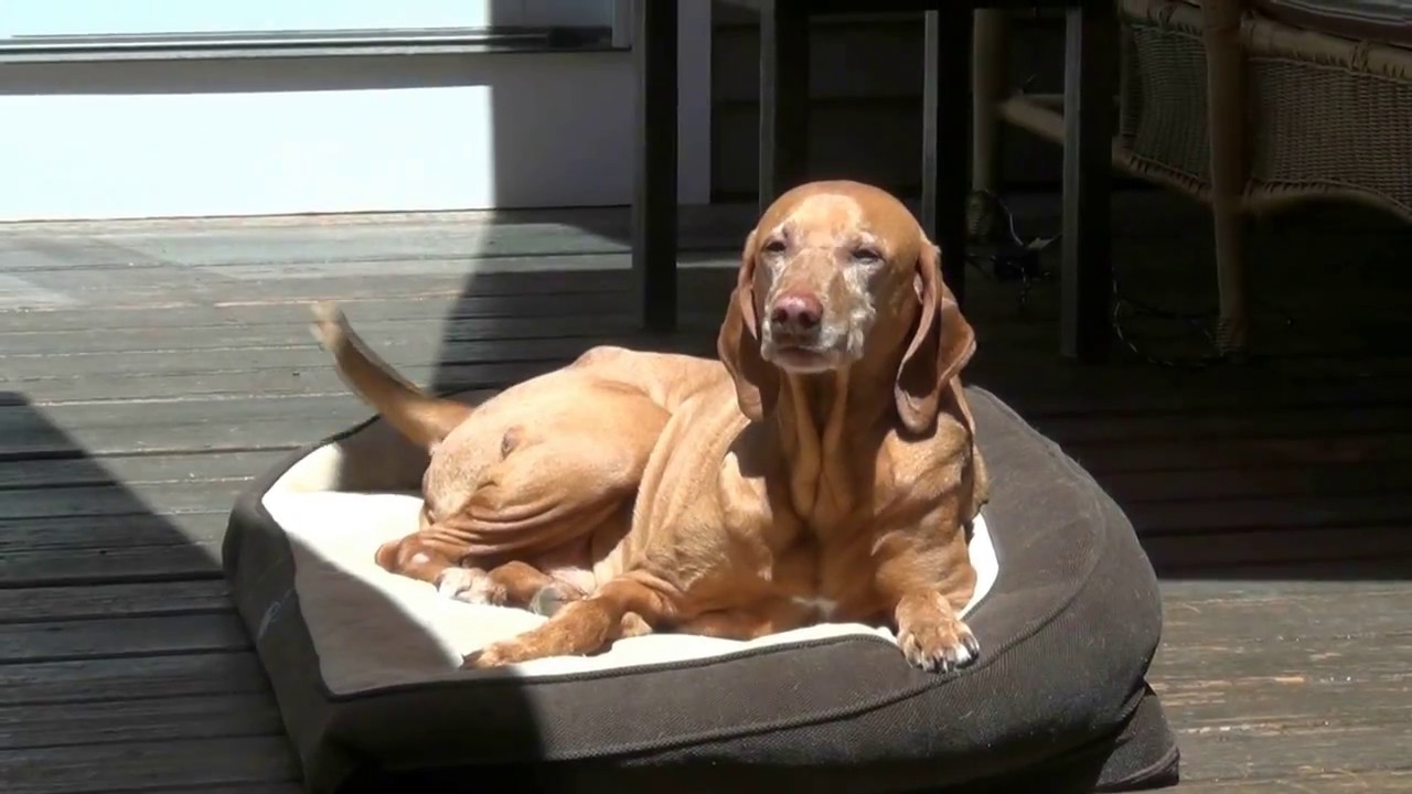 The Hamish Song - YouTube