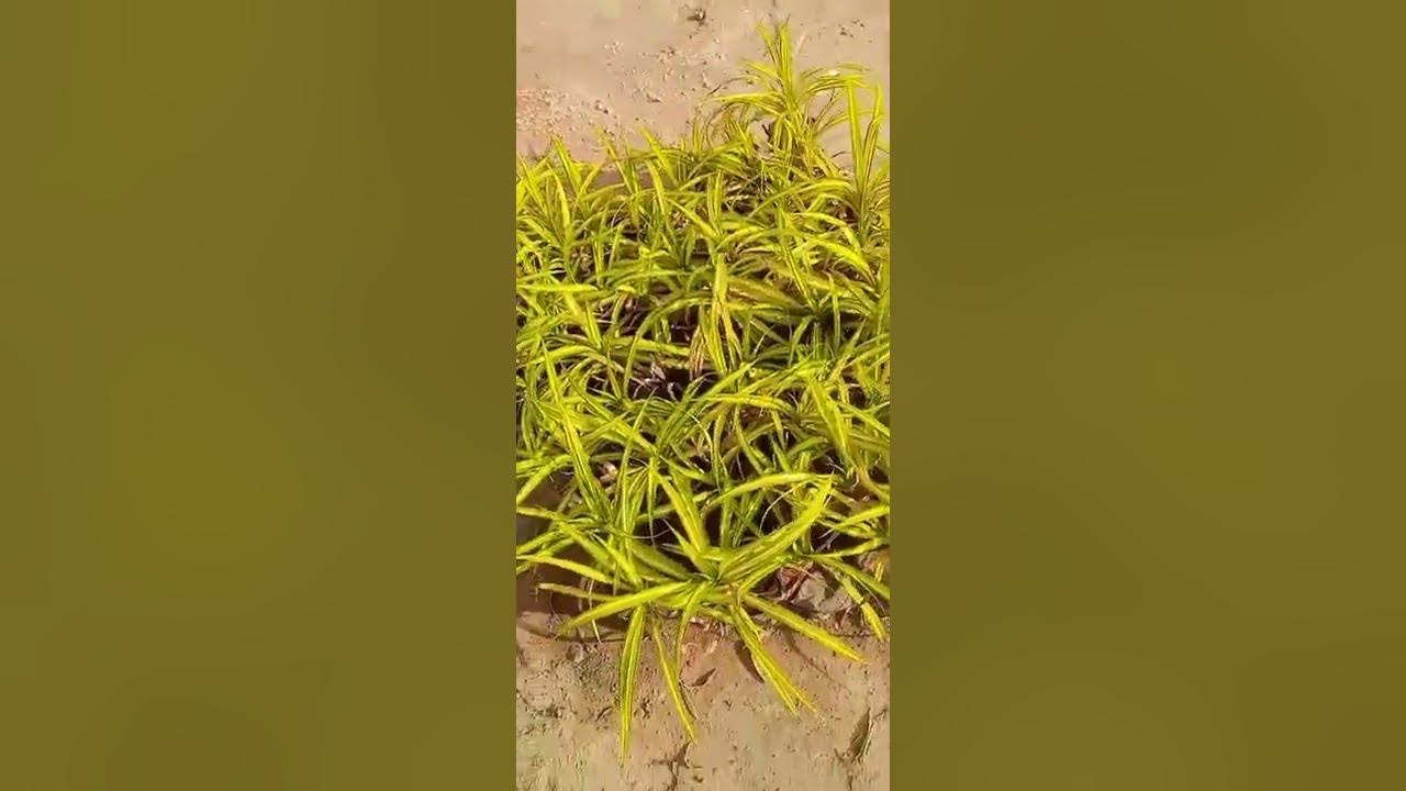 Phoolon Ka Short Video YouTube phoolon-ka-short-video-youtube