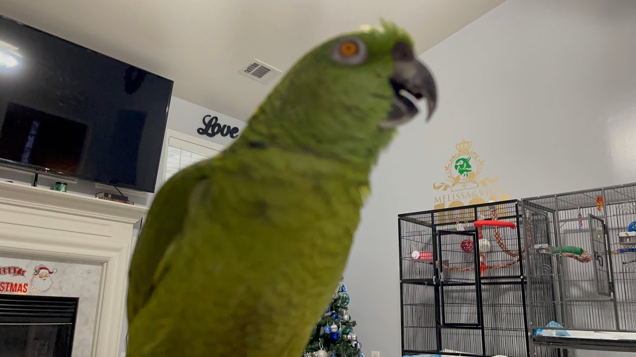 Loro no quiere salir porq está lloviendo/así despierta mi loro/loro ...