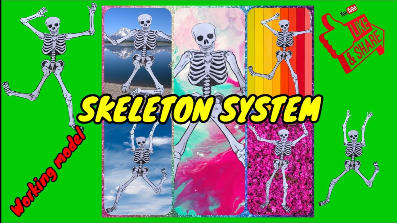 human skeleton model /human skeleton working model /diy at home ...
