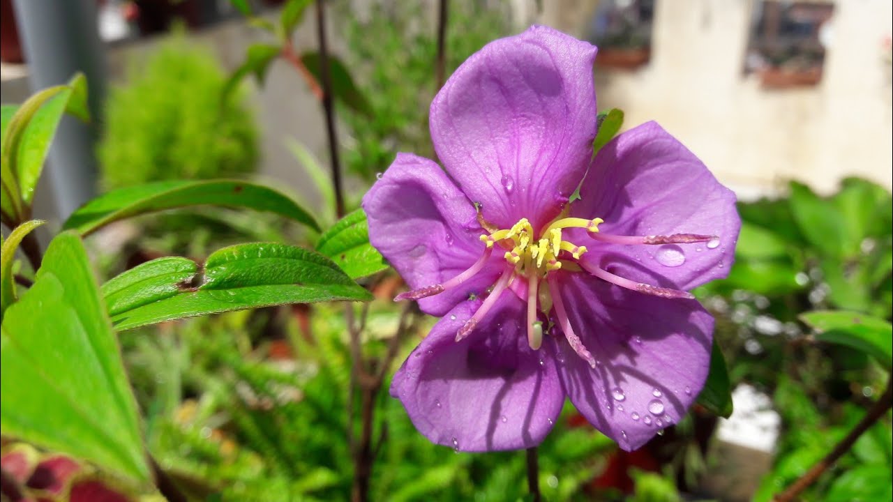 Best Flowering Plant - Begam Bahar || Begam Bahar Plant Care || How to ...