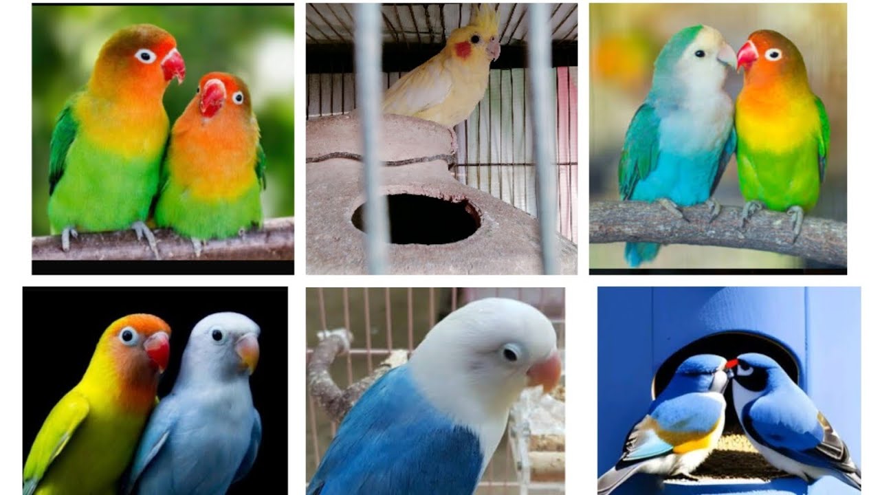 New setup....| love birds |..| blue love birds |..| cocktail| | Finch ...