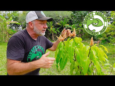 The Fascinating Science of Mango Genetics - YouTube