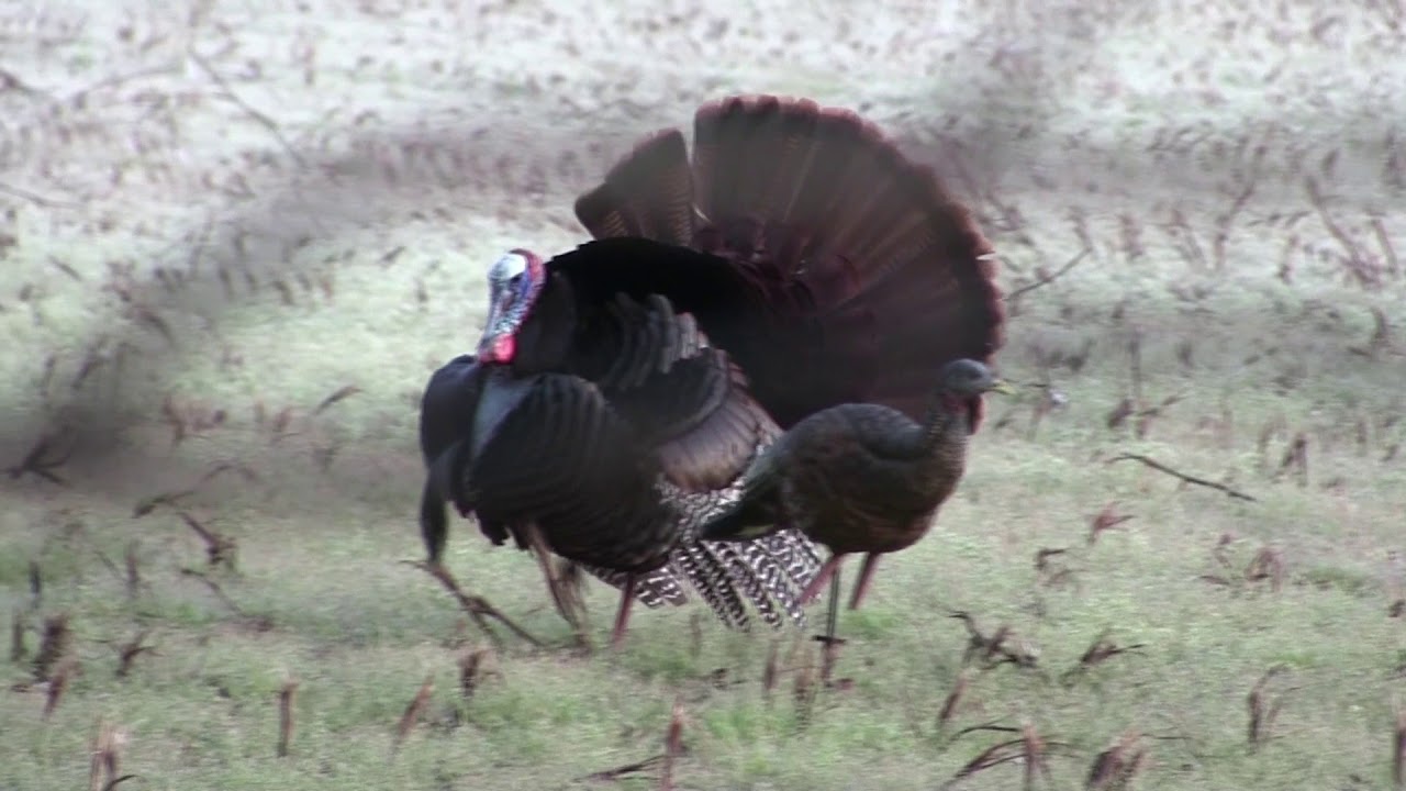 Virginia Turkey Kill (HEAD SHOT) - YouTube