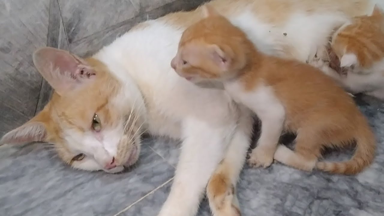 Adorable Newborn Baby Kittens Using Litter Box For The First Time And ...