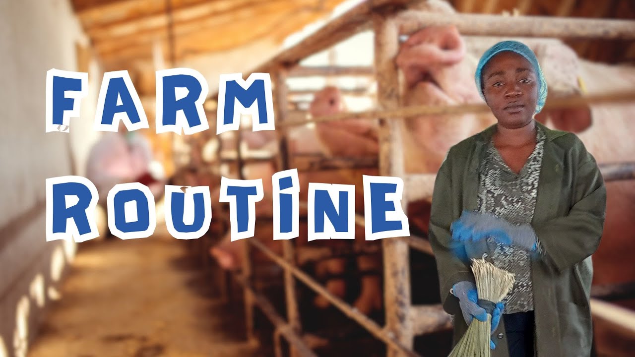 Evening and Morning Farm Routine - YouTube