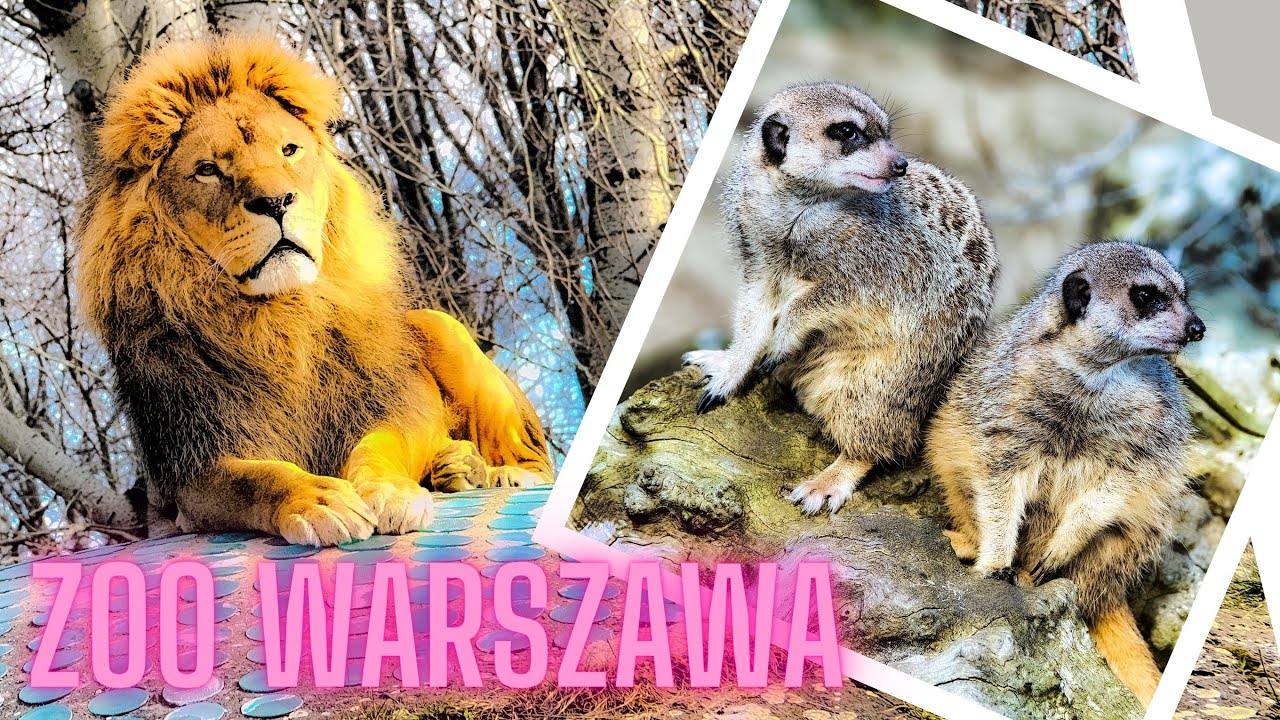 ZOO Warszawa - Miejski Ogród Zoologiczny - YouTube