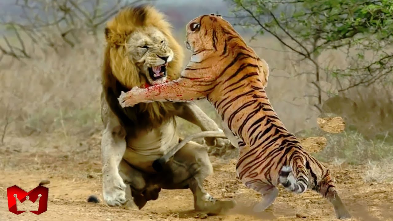 Singa Melawan Harimau Di Alam Liar, Siapa Yang Menang ? Hewan-Hewan ...